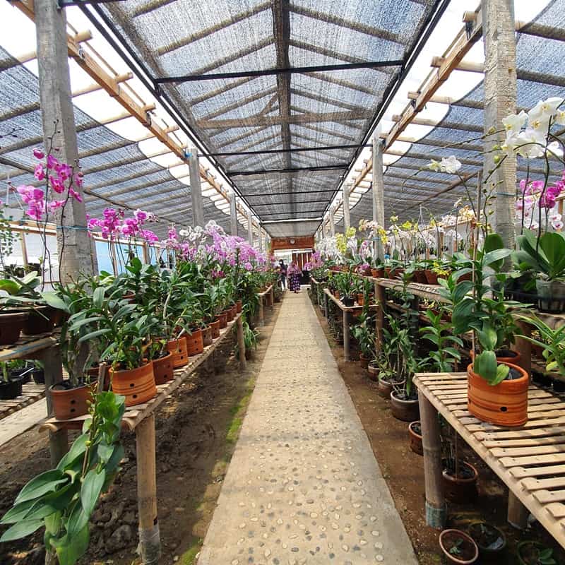 Taman Wisata Kopeng, Puncak Kenikmatan Wisata Ketika Camping ...