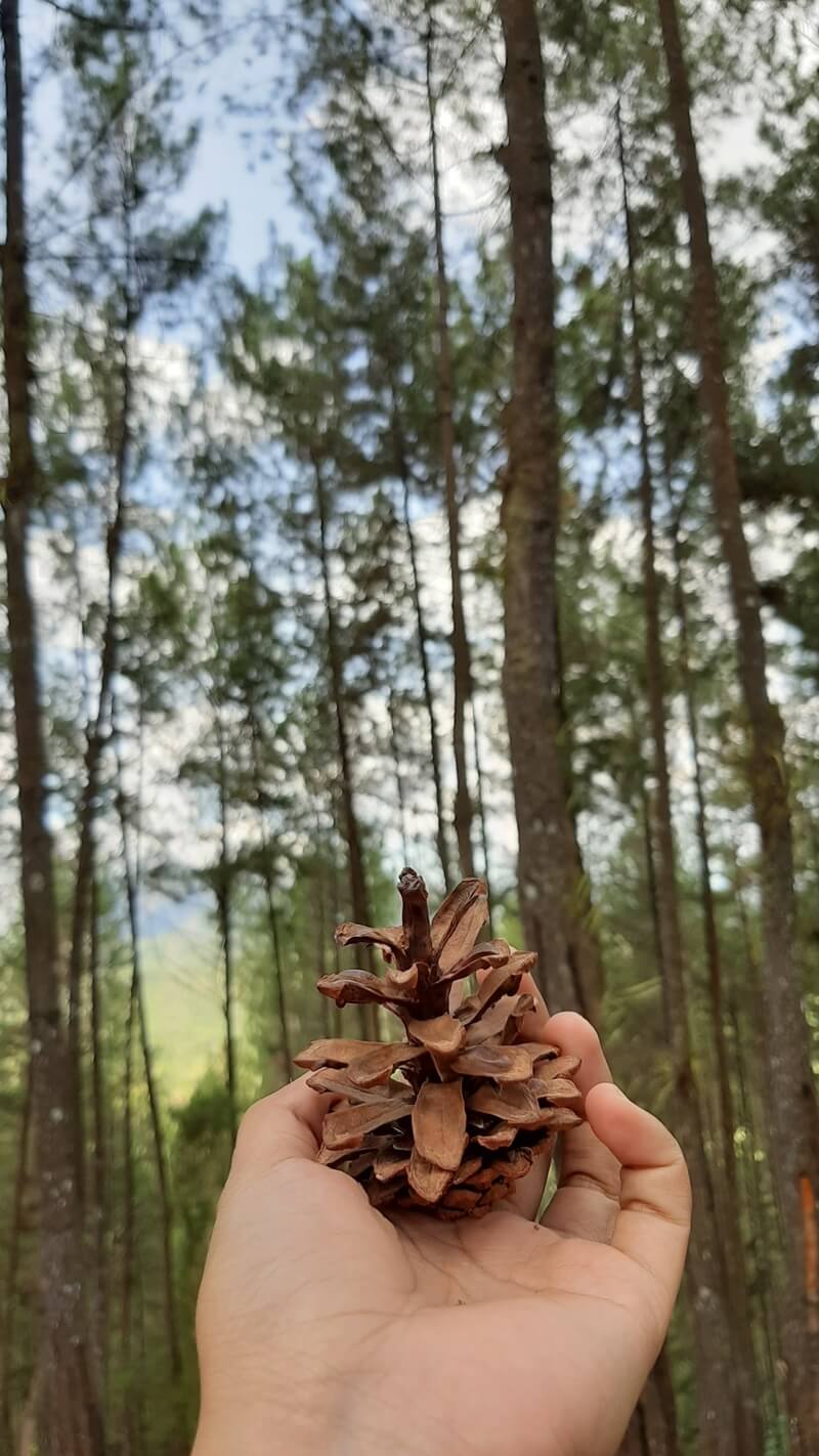 Bukit Sikepel, Wisata Purworejo Yang Hits, Dan Edukatif – NativeIndonesia.com