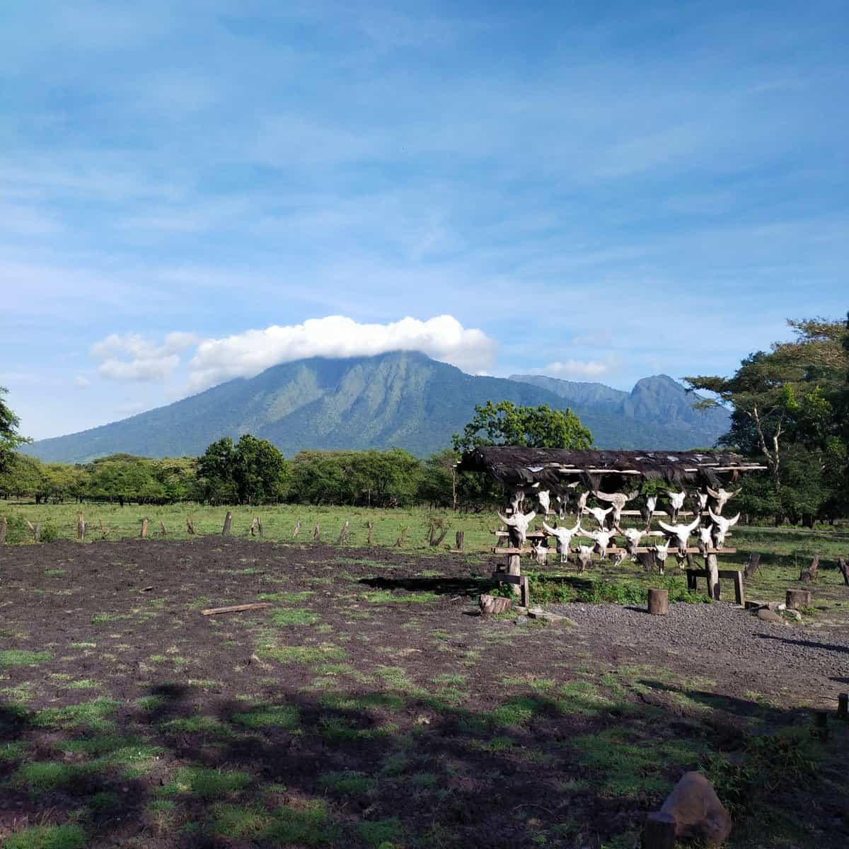 Bekol Savana Taman Nasional Baluran Situbondo, Little Africa van Java ...