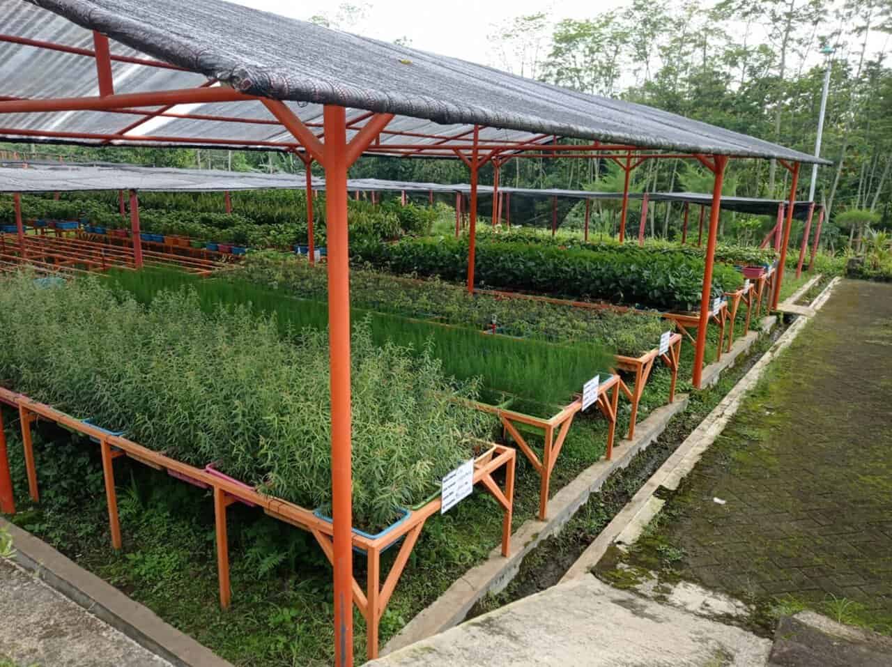 Taman Botani Sukorambi, Tempat Rekreasi, Edukasi dan Sajian Panorama ...