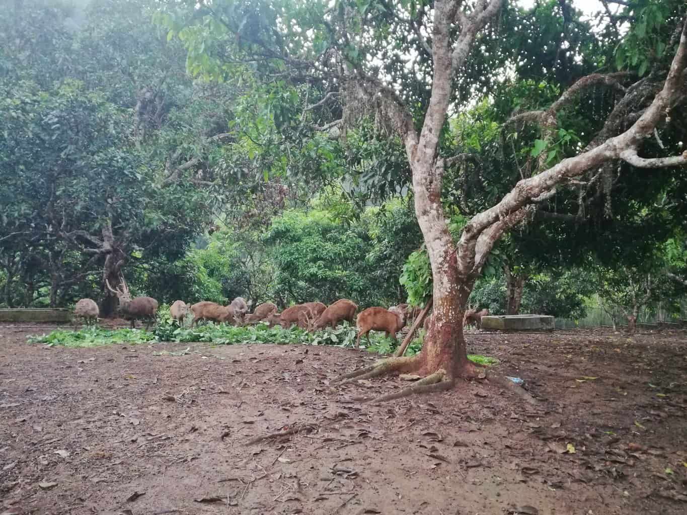 Wisata Edukasi Penangkaran Rusa Bawean di Gresik Jawa Timur ...